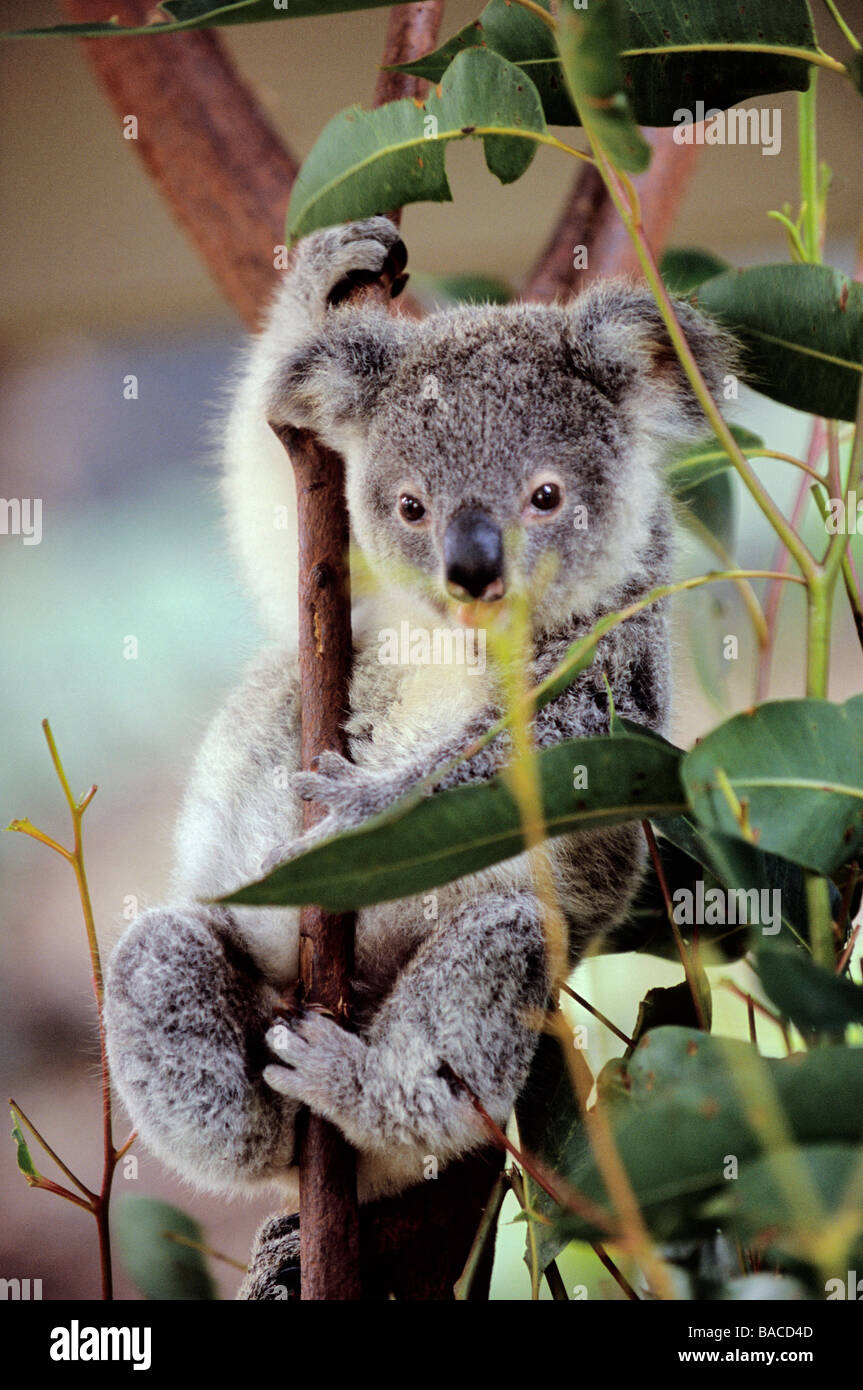 Australia, Queensland, Kuranda, koala in the Rainforest Stock Photo - Alamy
