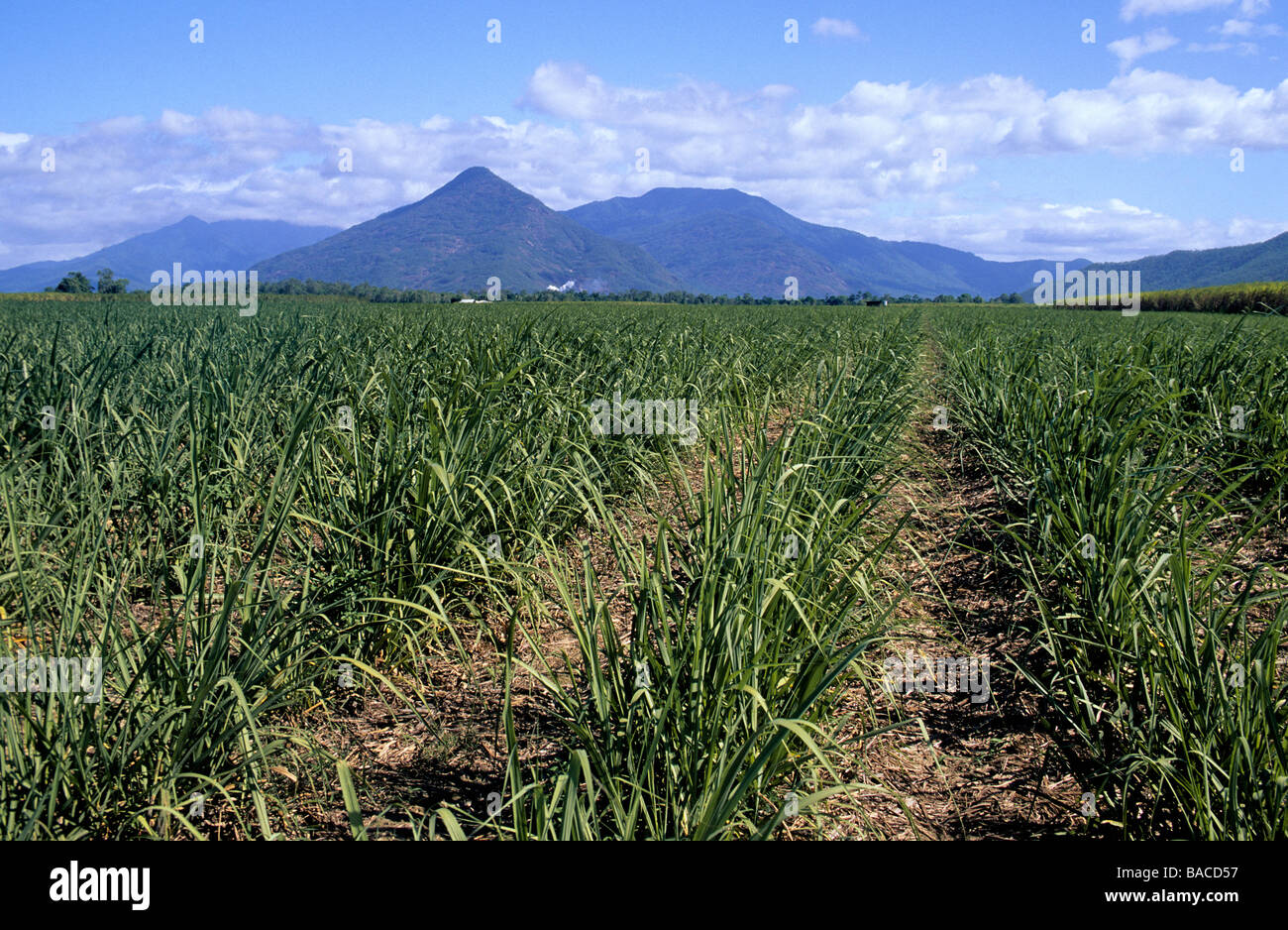 Australia, Queensland, Cairns, sugar cane fields Stock Photo - Alamy