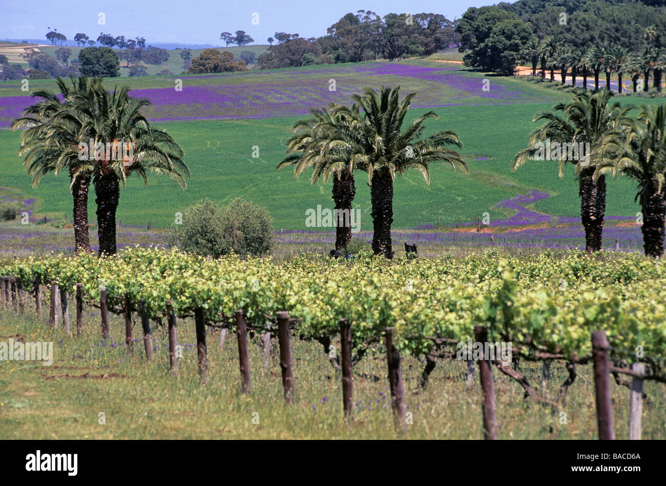 Australia, South Australia, Barossa Valley, Marananga, palm trees and ...