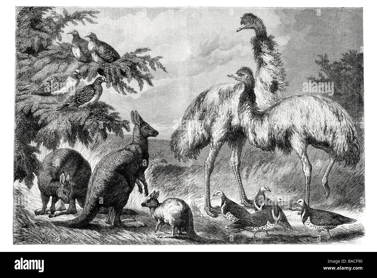 Drawing of the red kangaroo hi-res stock photography and images - Alamy