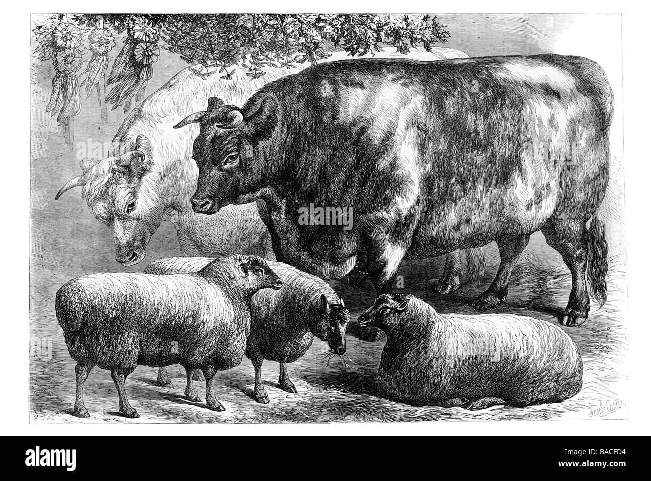 The Smithfield Club Cattle Show prize cattle and sheep at the ...