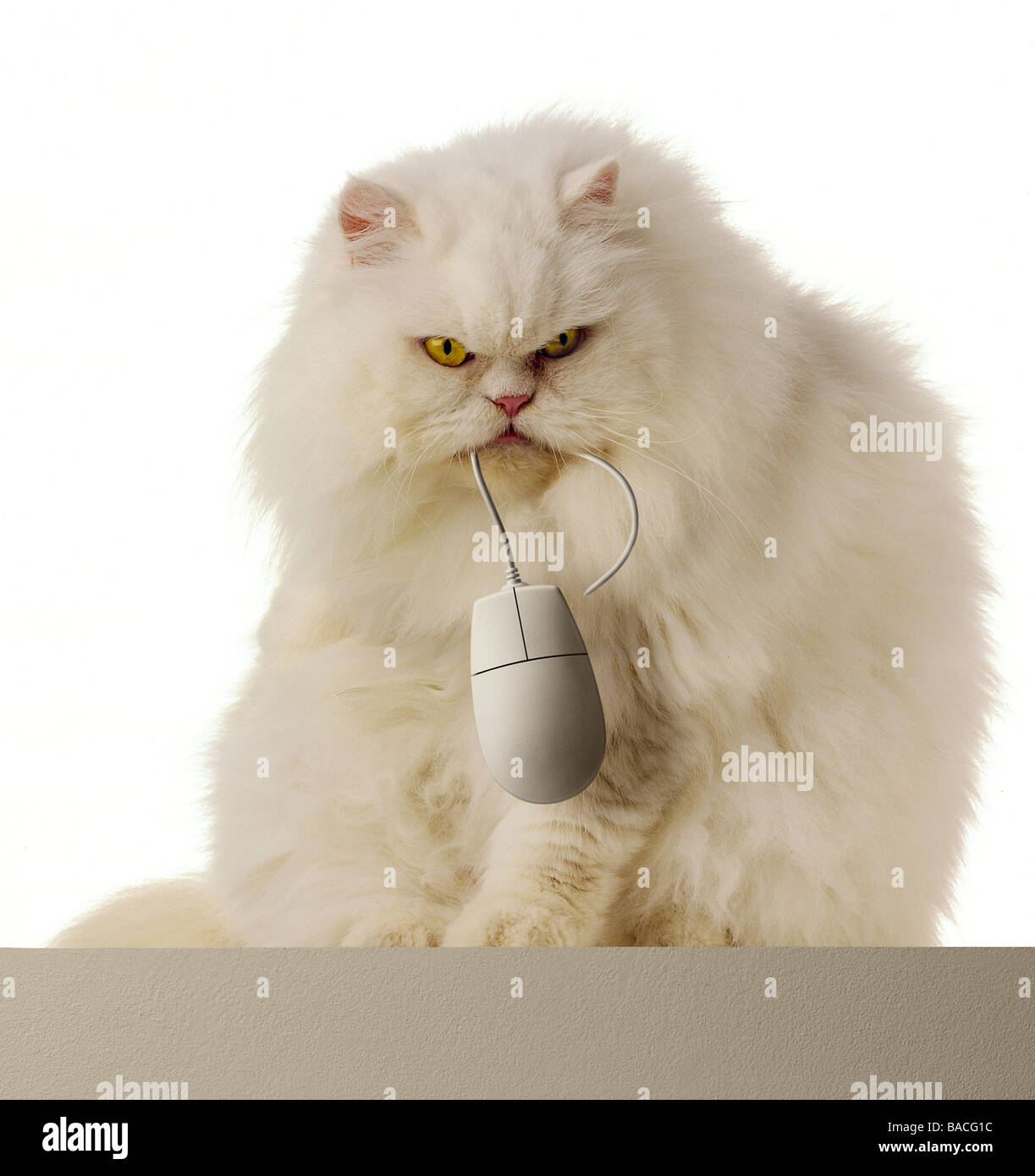 Cat and computer mouse Stock Photo - Alamy
