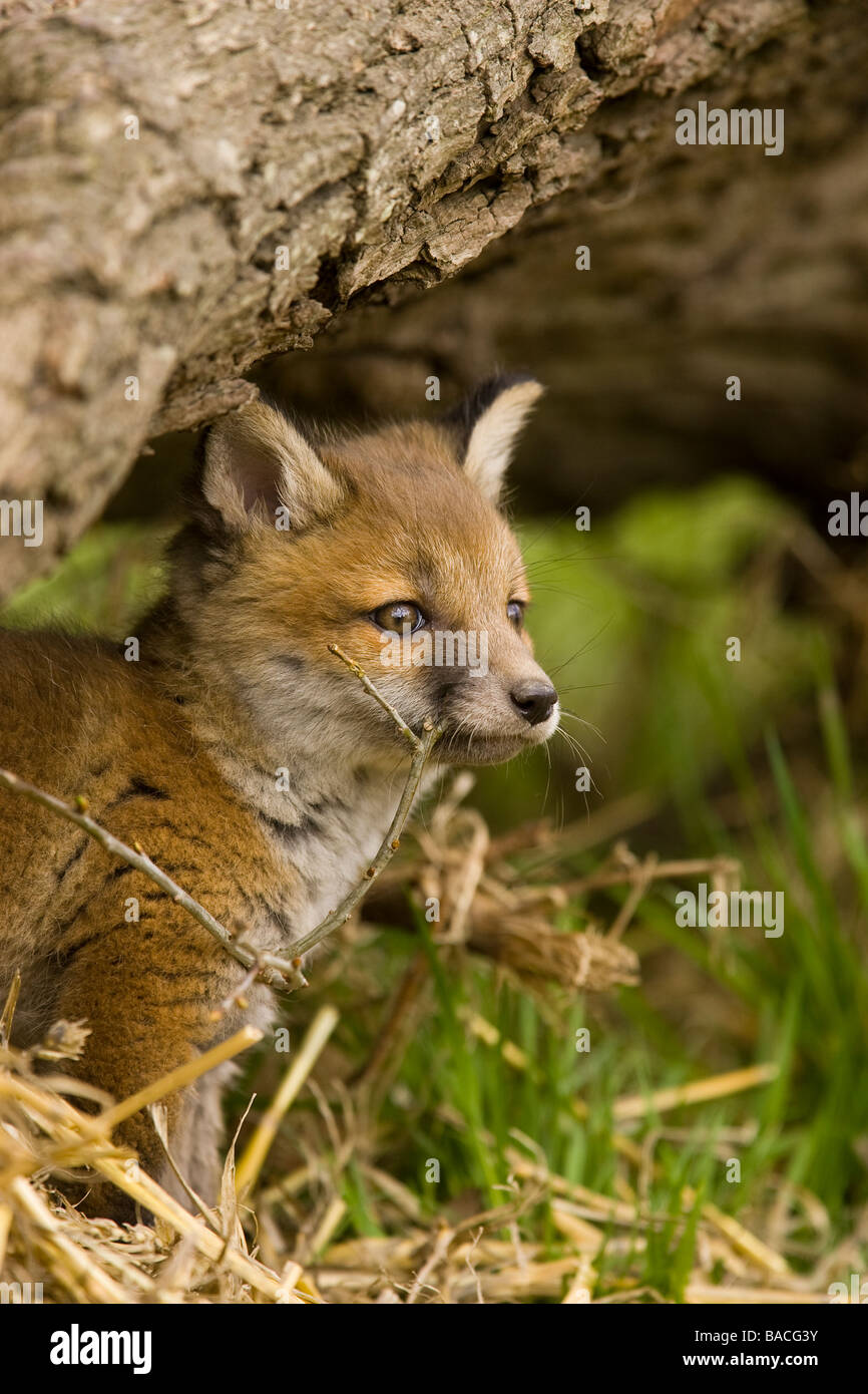red fox cub peeping from under tree Stock Photo - Alamy