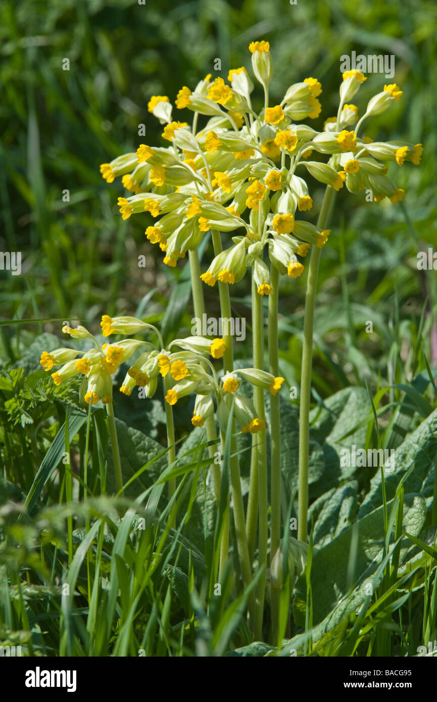 English cowslip hi-res stock photography and images - Alamy