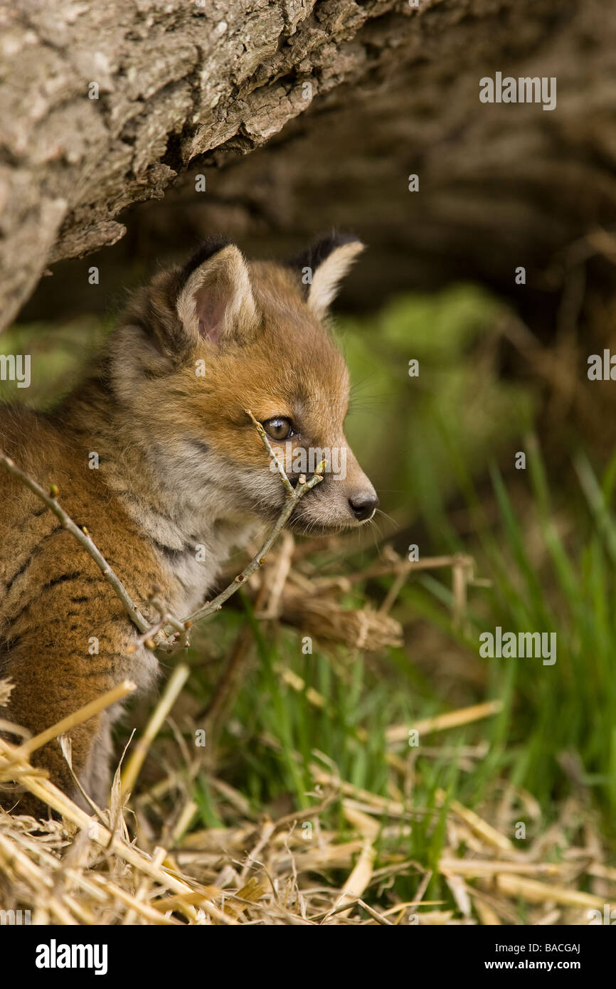 Growling fox hi-res stock photography and images - Alamy
