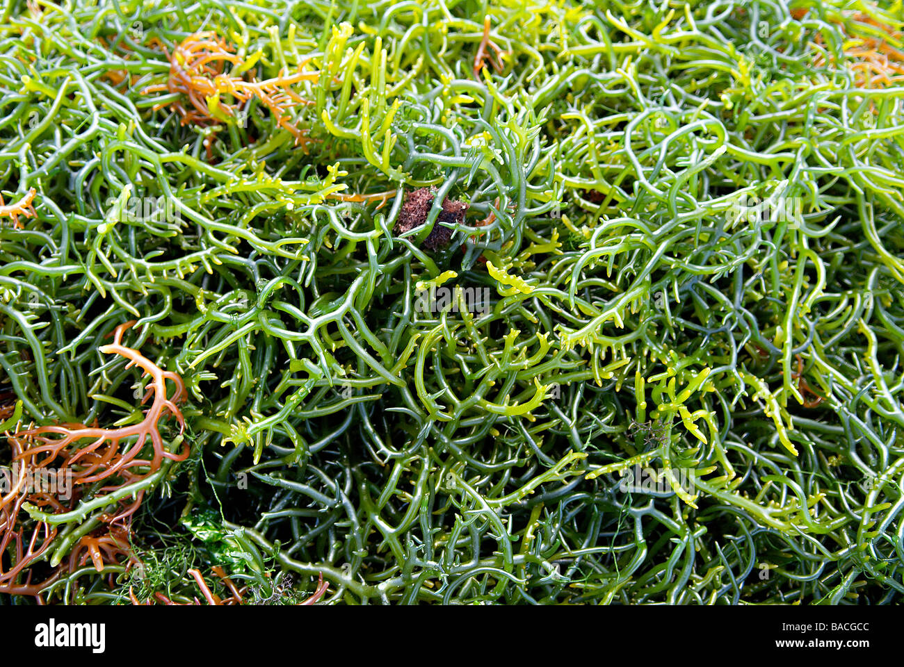 Indonesia, Bali, Nusa Lembongan Island, alga cultivation Stock Photo ...