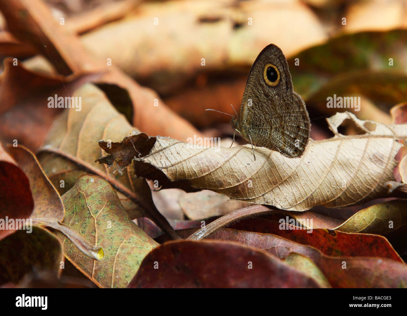 Butterfly resting on a dry leaf Stock Photo - Alamy
