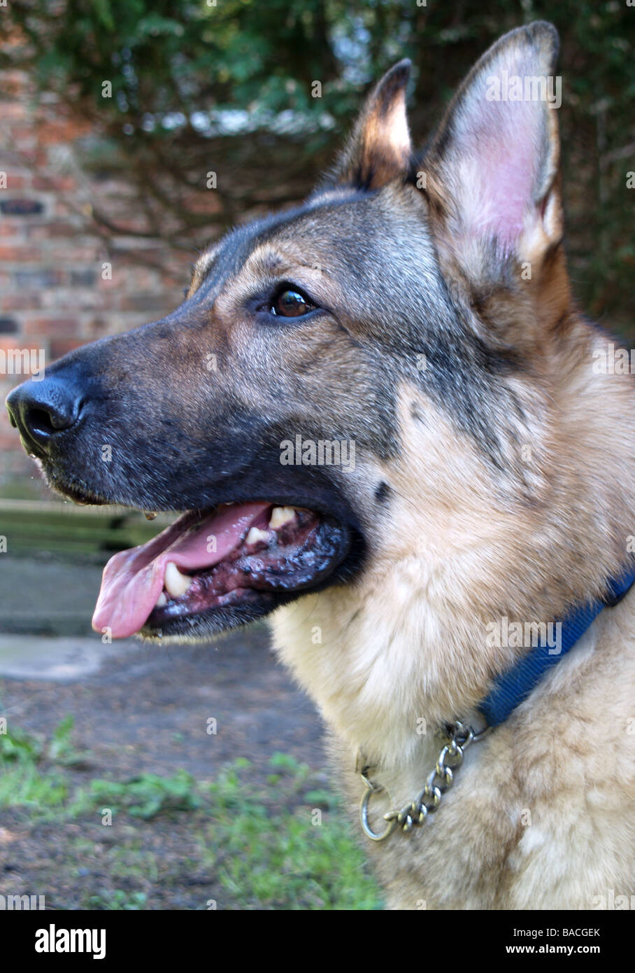 German Shepherd dog face and head photograph portrait Stock Photo - Alamy
