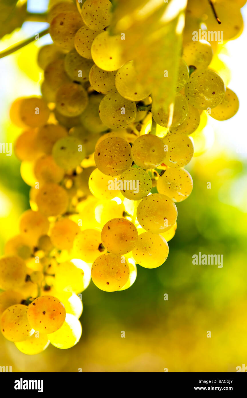 Yellow grapes growing on vine in bright sunshine Stock Photo - Alamy