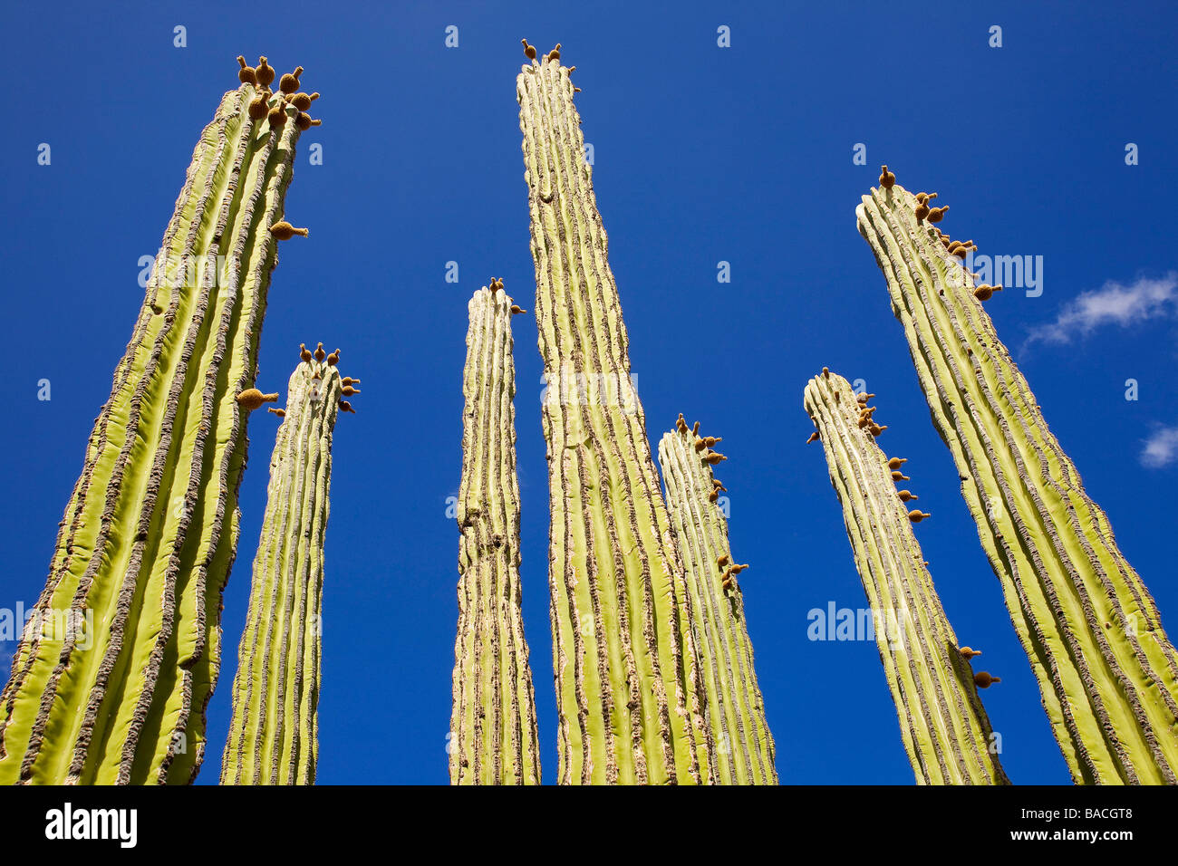 Mexico, Baja California, Cardon Cactus (Pachycereus pringlei Stock ...