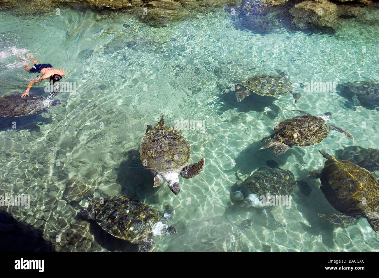 Mexico, Yucatan State, sea turtles Stock Photo - Alamy