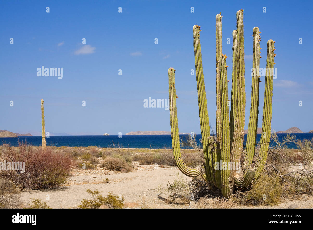 Mexican Desert Plants