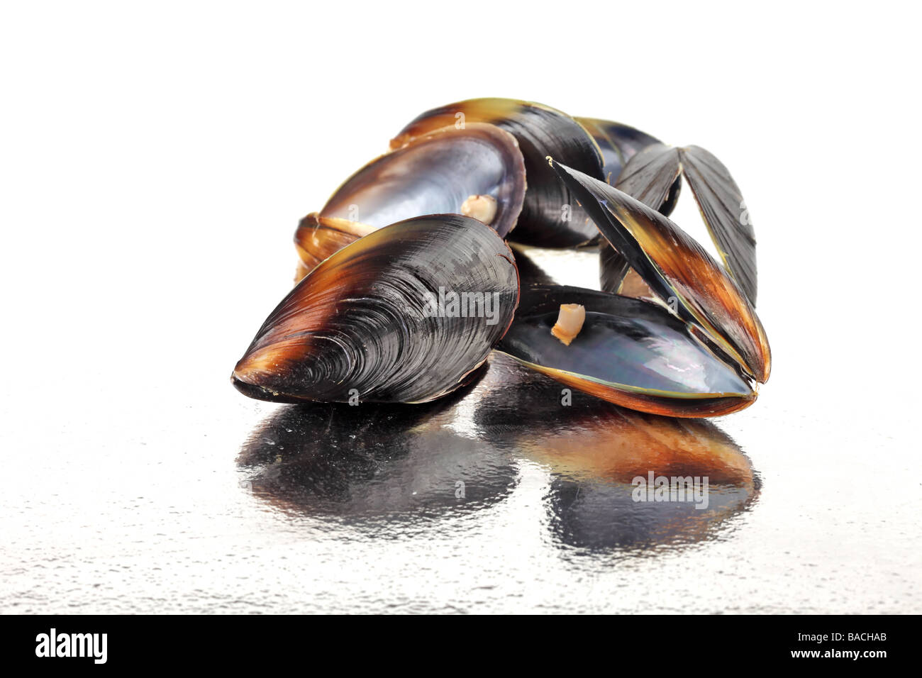 Empty mussel shells on a reflective surface Stock Photo - Alamy