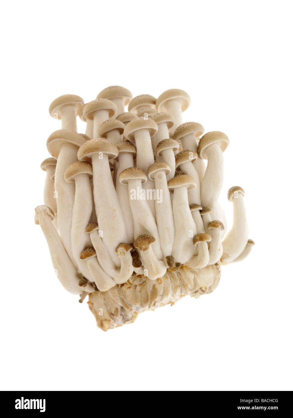 Hon Shimeji Mushrooms Stock Photo - Alamy