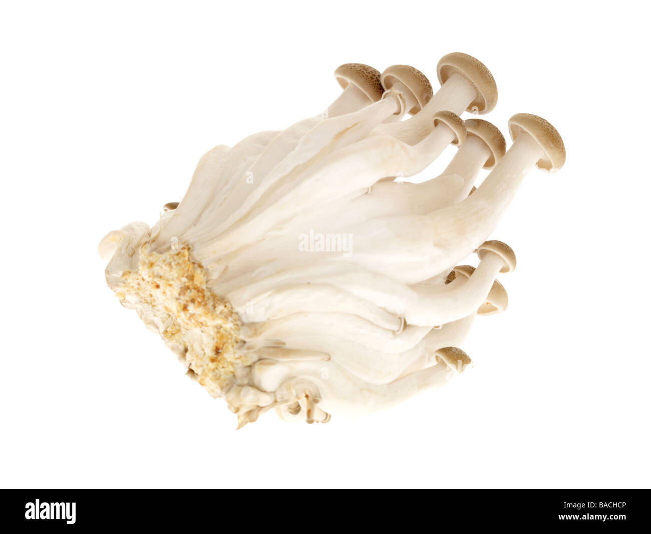Hon Shimeji Mushrooms Stock Photo - Alamy