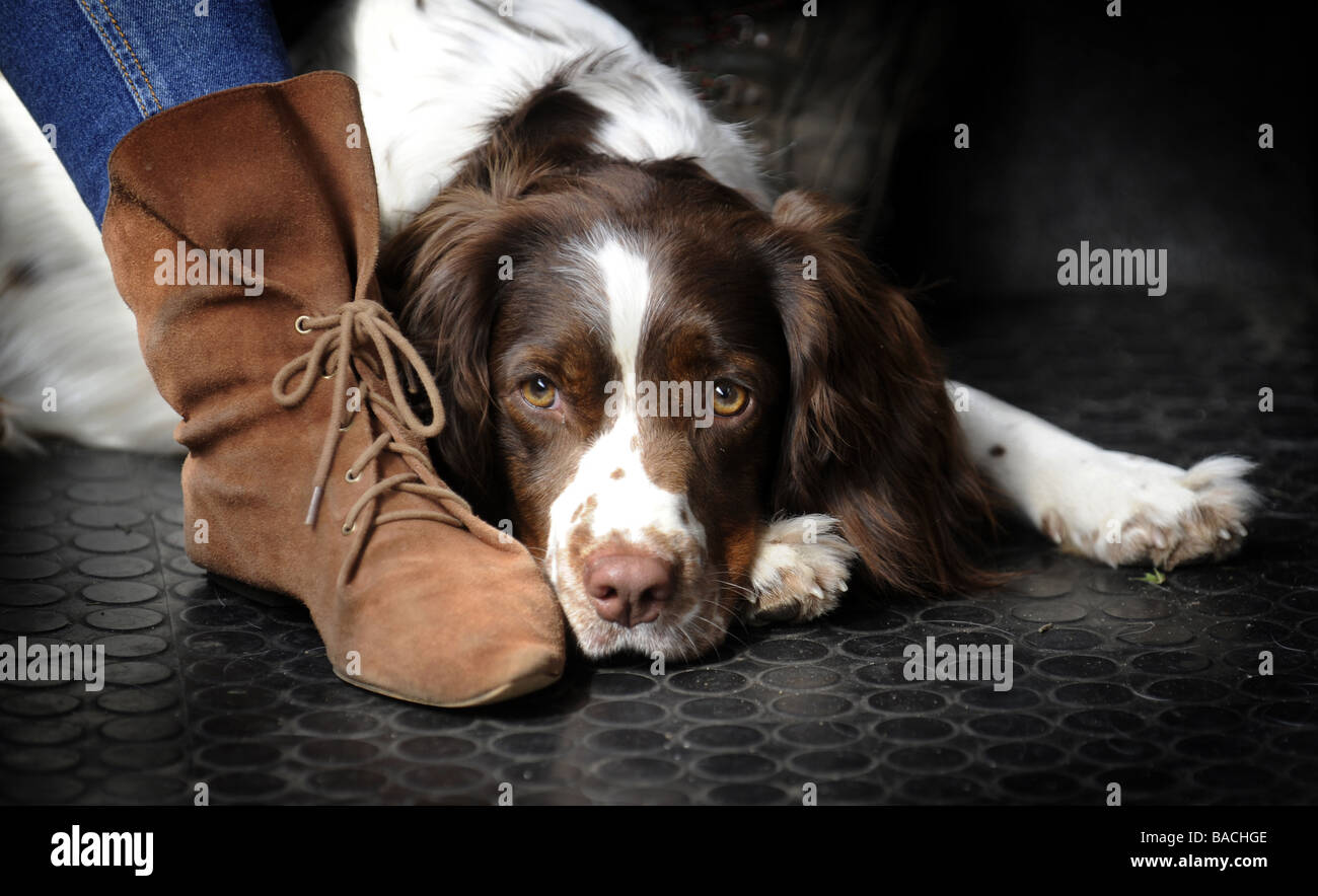 A SPRINGER SPANIEL DOG RESTS BY ITS OWNERS FOOT,UK Stock Photo - Alamy