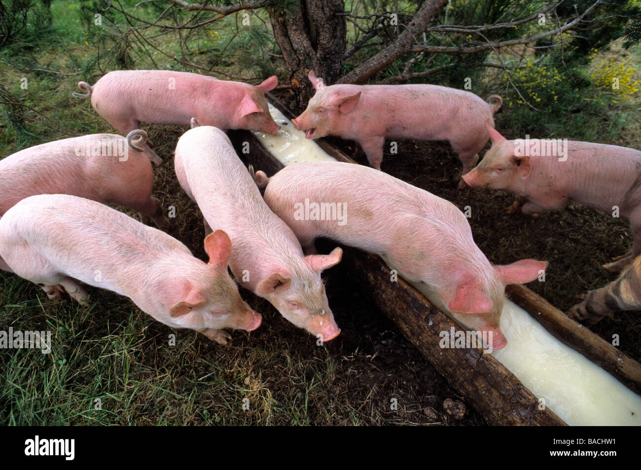 Colmianes hi-res stock photography and images - Alamy