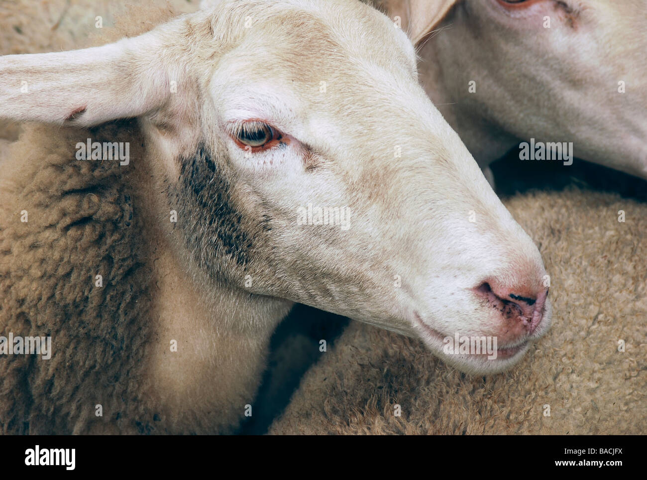 Lambs face closeup hi-res stock photography and images - Alamy
