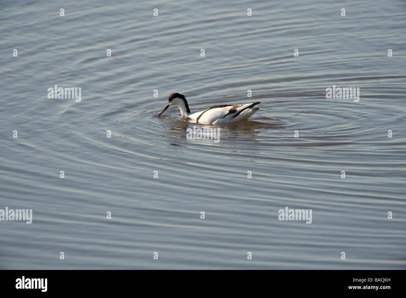 Blacktoft Sands RSPB Nature Reserve Whitgift Goole East Yorkshire April ...