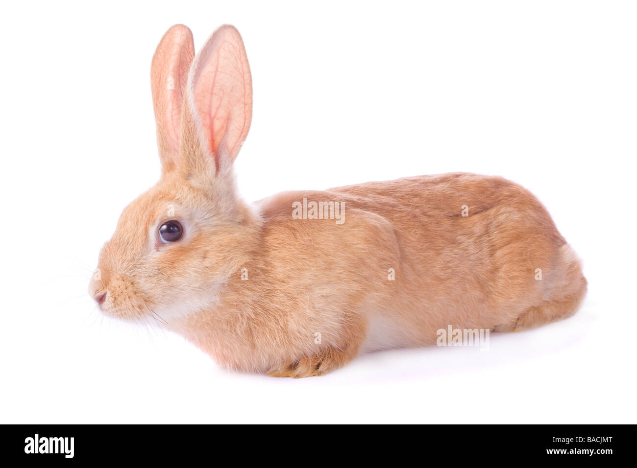 Timid young red rabbit isolated on white background Stock Photo - Alamy
