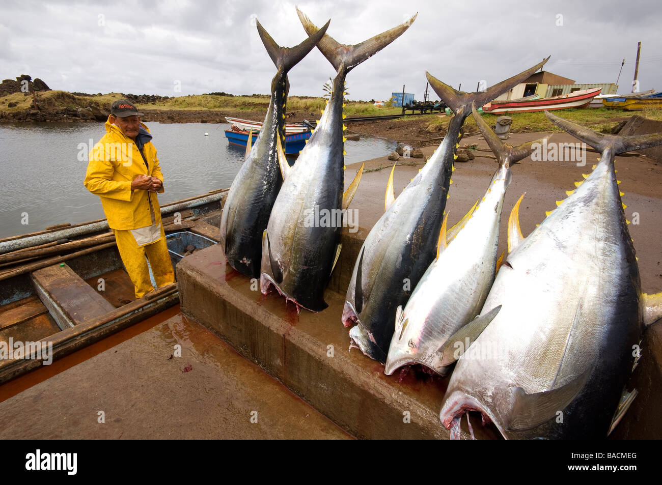 Chile, Easter Island (Rapa Nui), the best tuna fishermen of the island ...