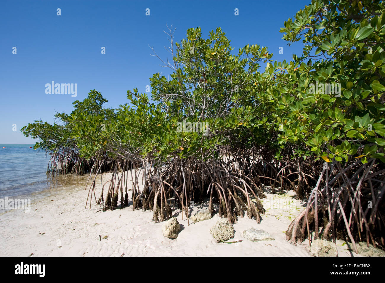 Red Mangrove, Rhizophora mangle, Biscayne National Park Florida Stock ...