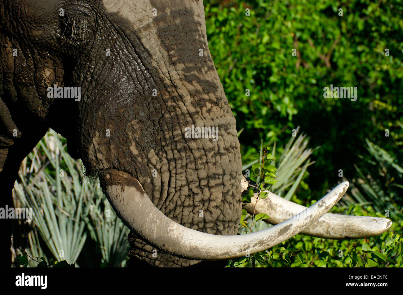 African bull elephant hi-res stock photography and images - Alamy