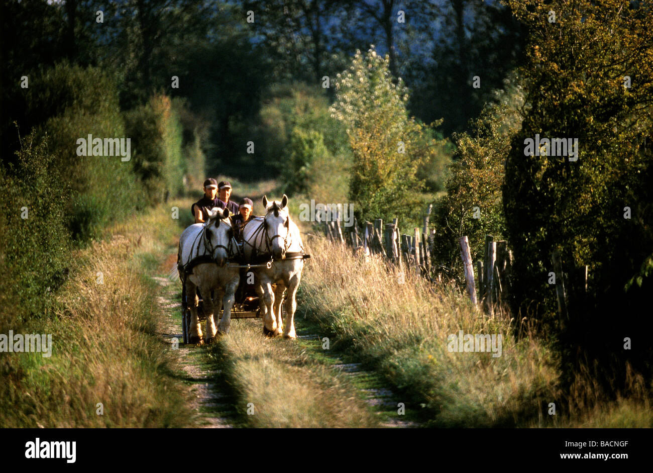 France, Orne, le Perche, La Mesniere, attelage de chevaux percherons de ...