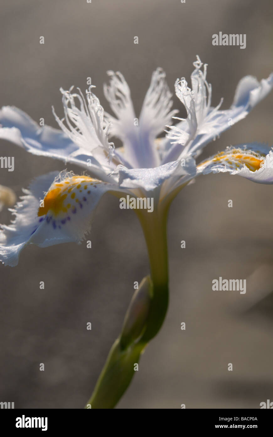 Fringed or Japanese Iris (Iris japonica) blooming in silhouette in ...
