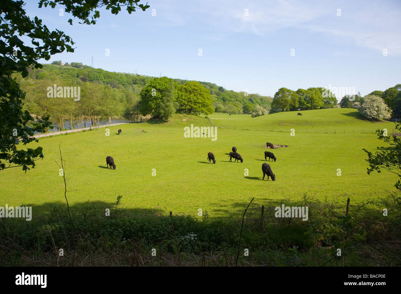 Cattle grazing on Farmland alongside the River Etherow at Compstall in ...