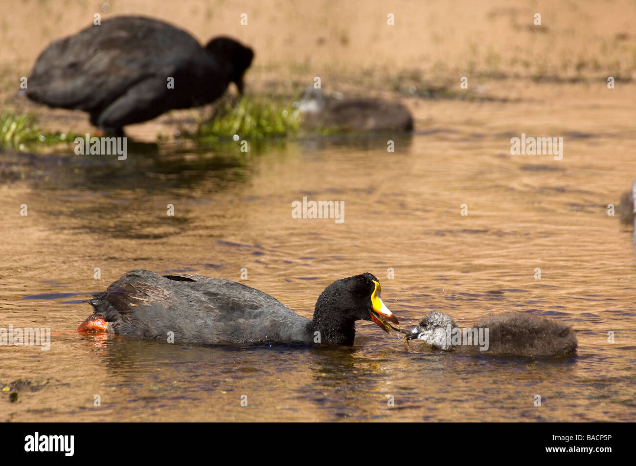 Chile, Atacama Desert, Rio Putana forms in the plateau a vast wet ...