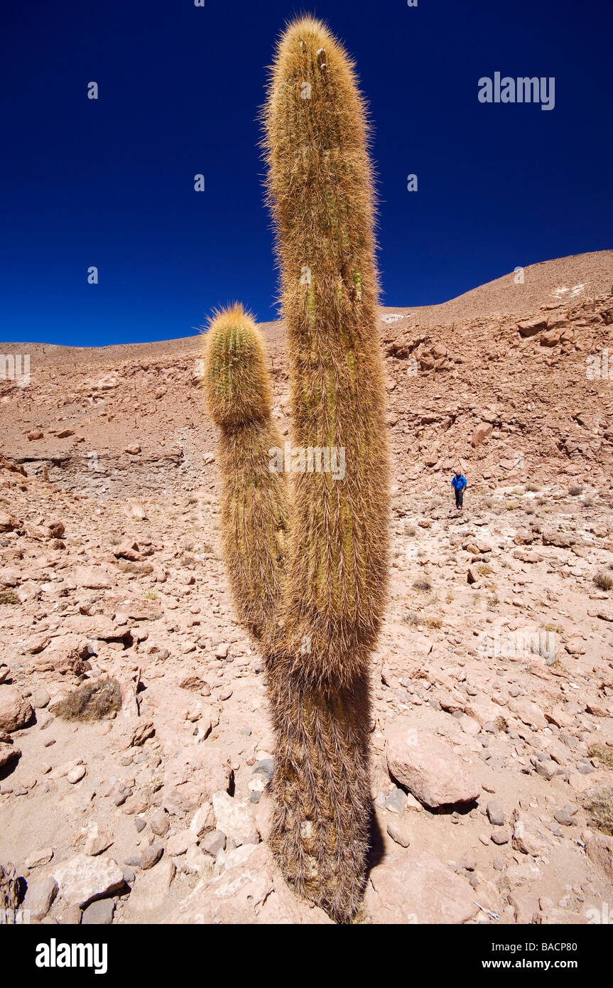 Chile, Atacama Desert, Echinopsis atacamensis cactus, endemic specie which can reach 7 meters of ...