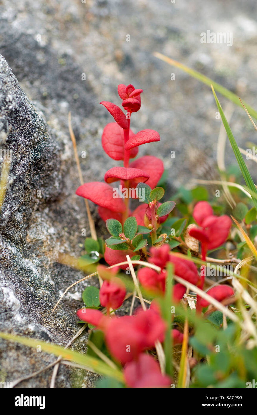 Greenland, Angmassalik Region, Tiniteqilaaq, Polar Vegetation Stock ...