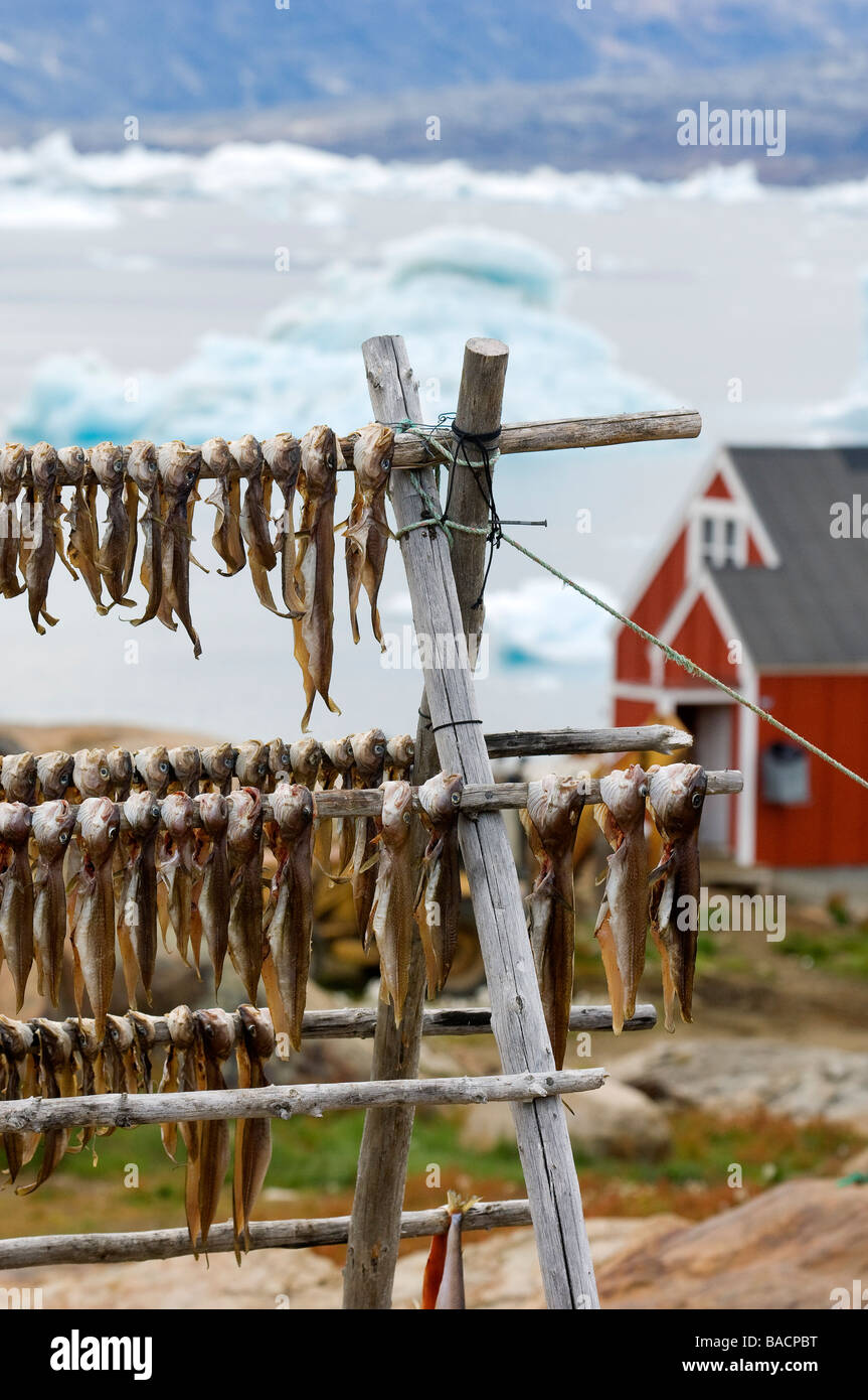 Greenland, Angmassalik Region, Tiniteqlaaq, fish drying in the Inuit ...
