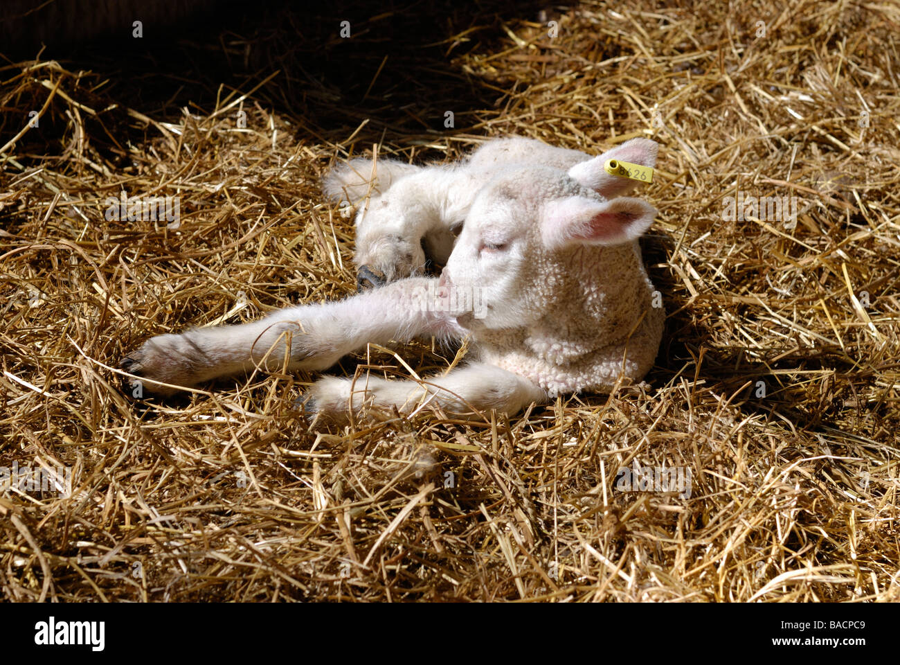 A newborn lamb lying on straw Stock Photo - Alamy