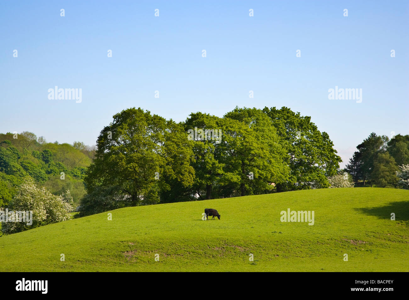 A Solitary Cow grazing on Farmland at Etherow Country Park at Compstall ...