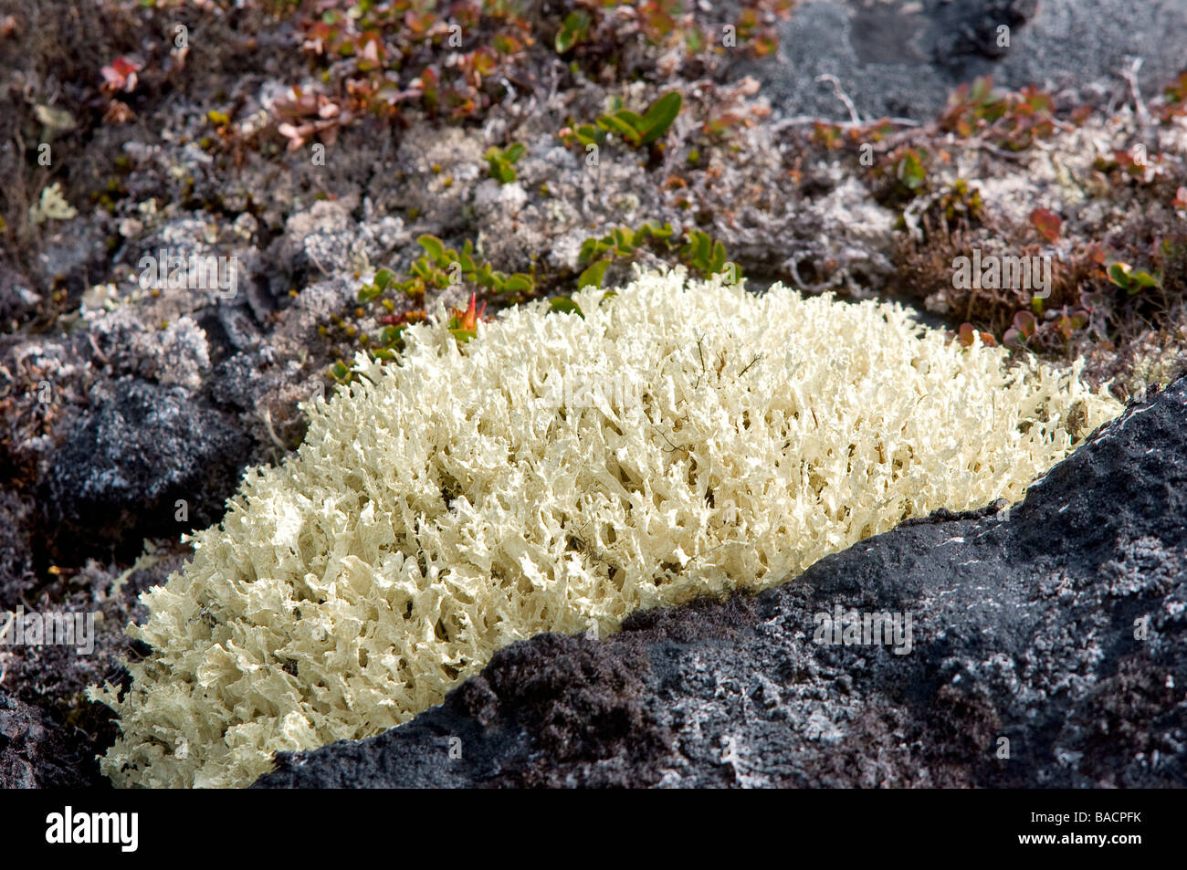 Greenland, Angmassalik Region, Tiniteqlaaq, Lichen is a source of food ...