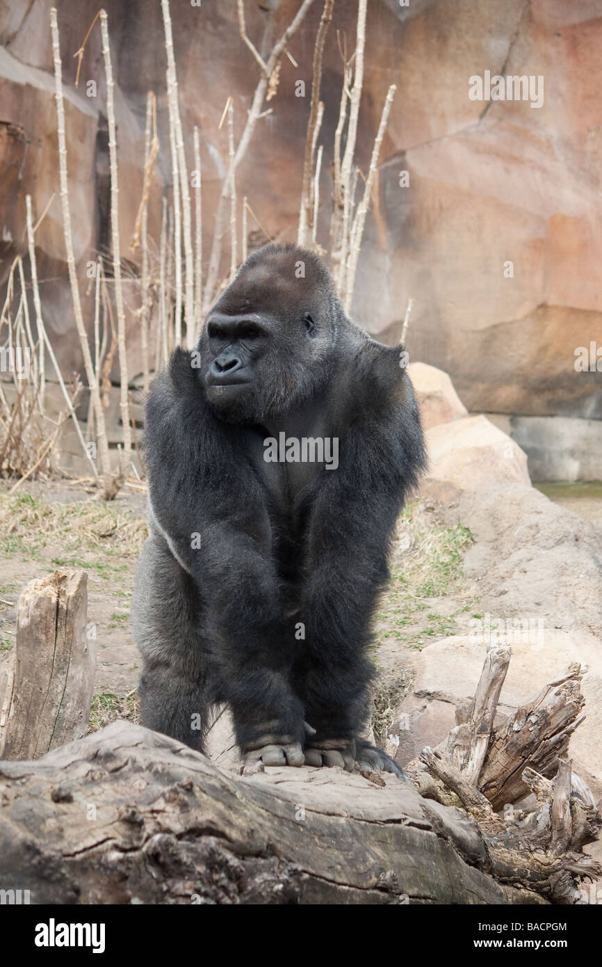 Male silverback lowland gorilla in an aggressive stance Stock Photo - Alamy