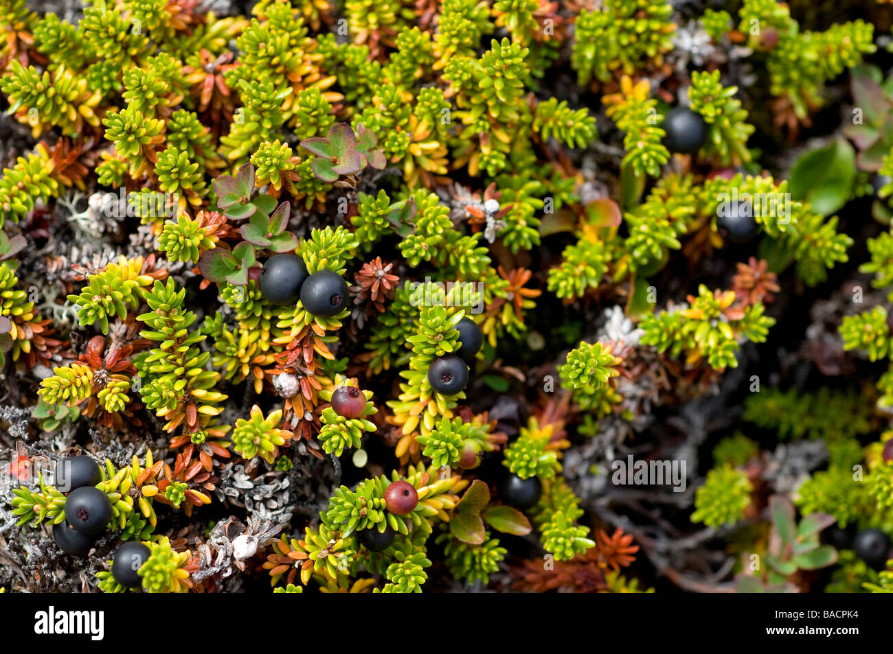 Greenland, Angmassalik Region, Tiniteqlaaq, Polar Vegetation in an Ice ...