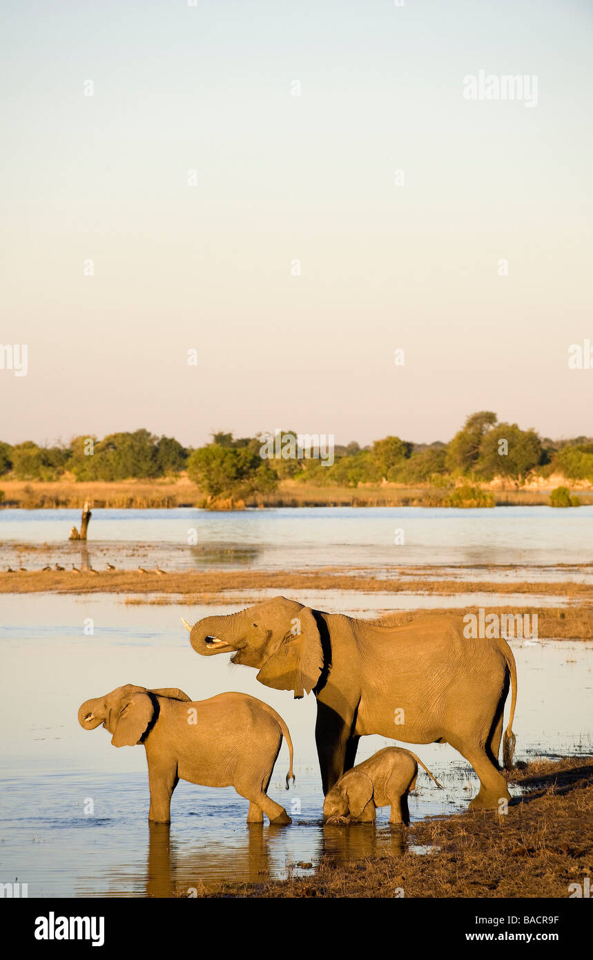 Botswana, district North-west, Chobe National Park, elephants Stock ...