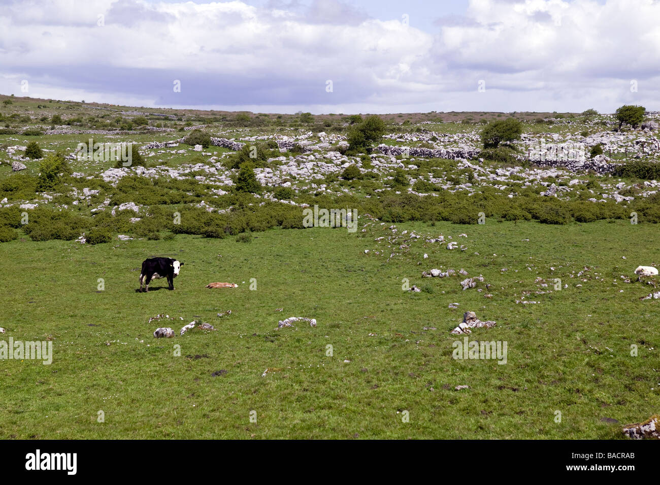 Burren ireland cow hi-res stock photography and images - Alamy