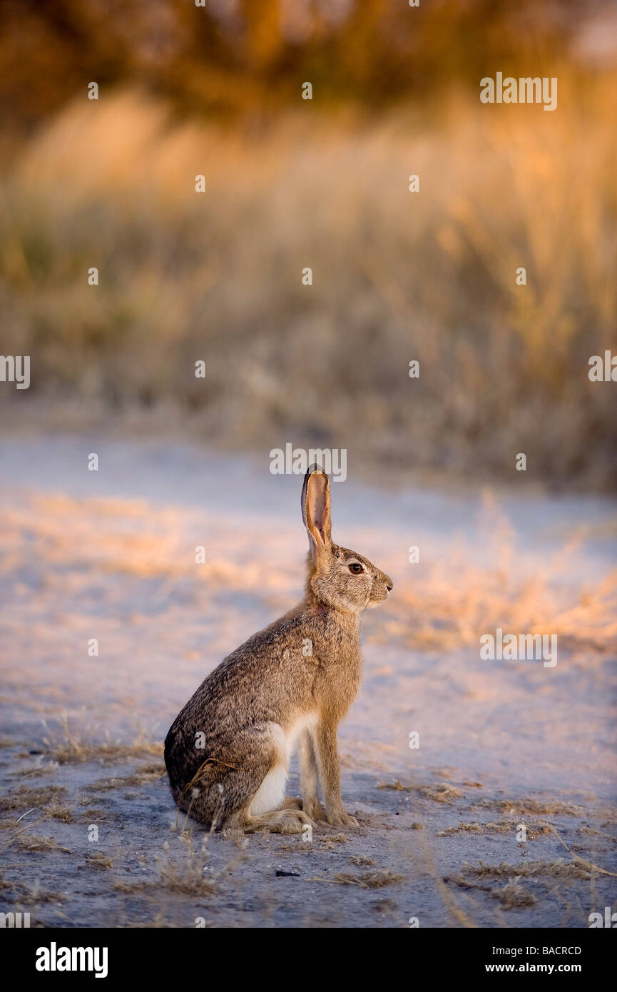 Botswana, Central Kalahari Game Reserve, hare bushes or Lepus saxatilis ...