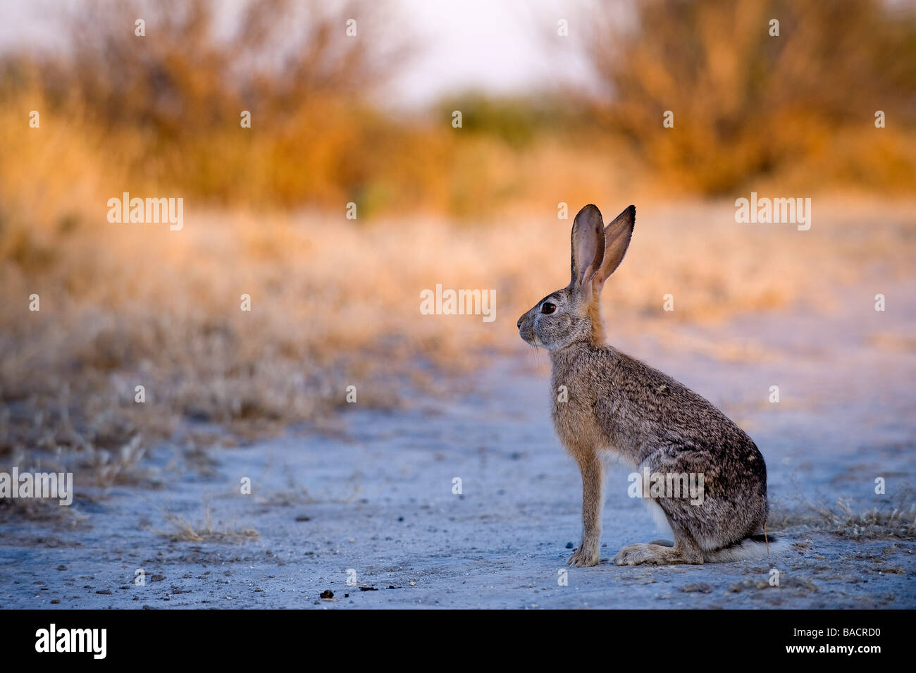 Botswana, Central Kalahari Game Reserve, hare bushes or Lepus saxatilis ...