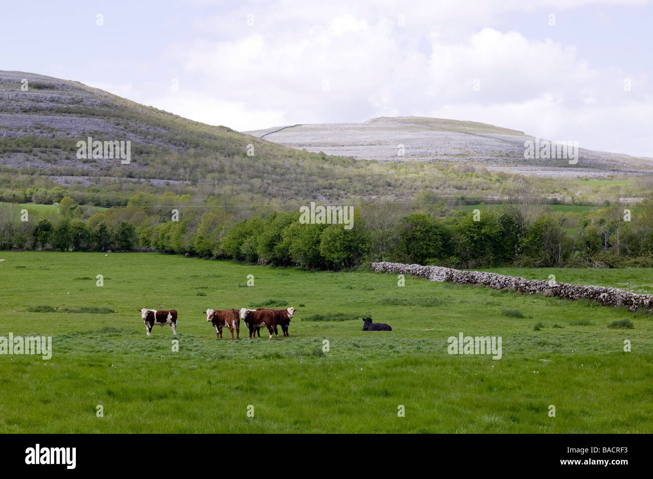 cows in a pasture Ireland Stock Photo - Alamy