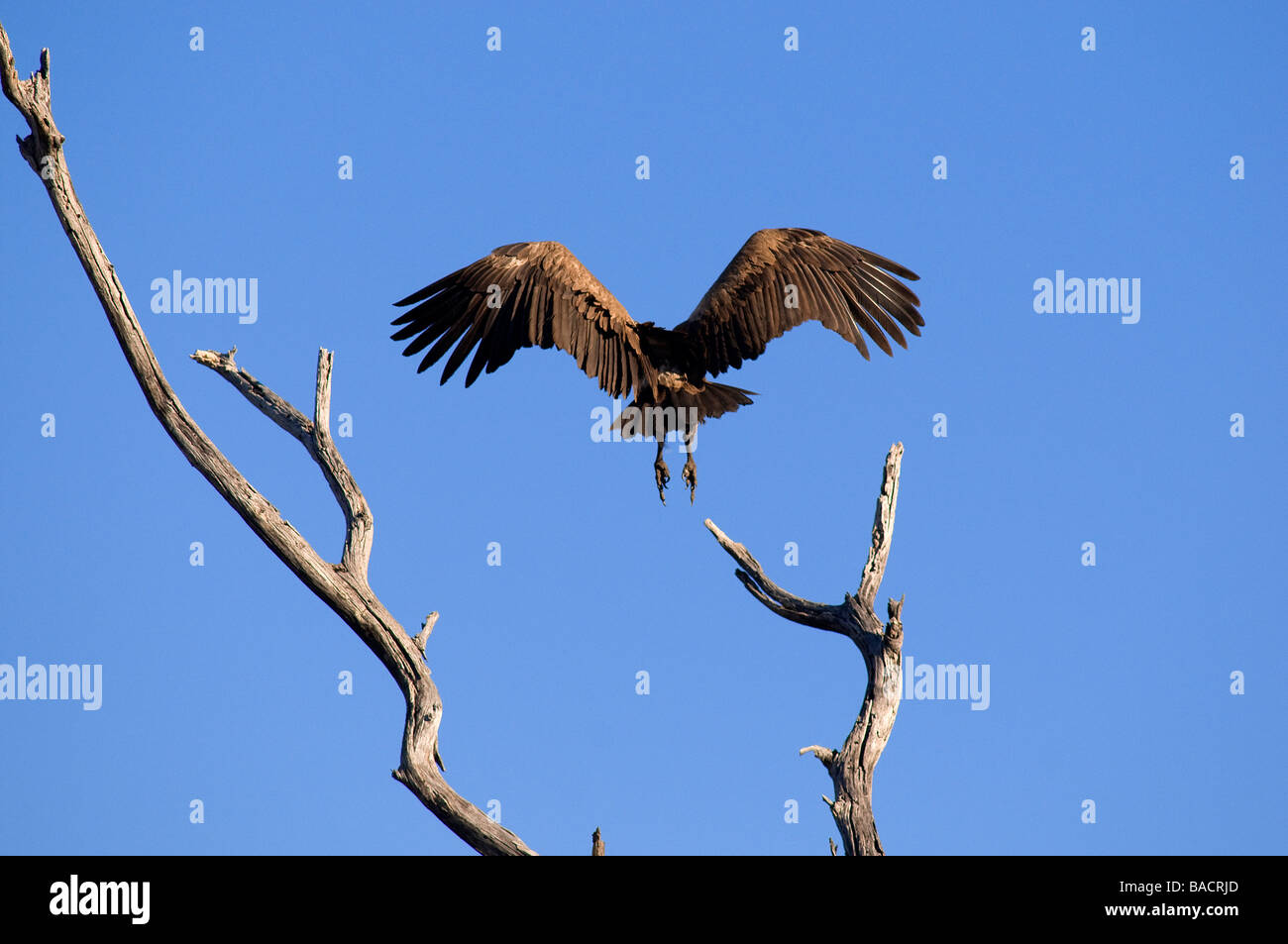 Vulture in national park hi-res stock photography and images - Alamy