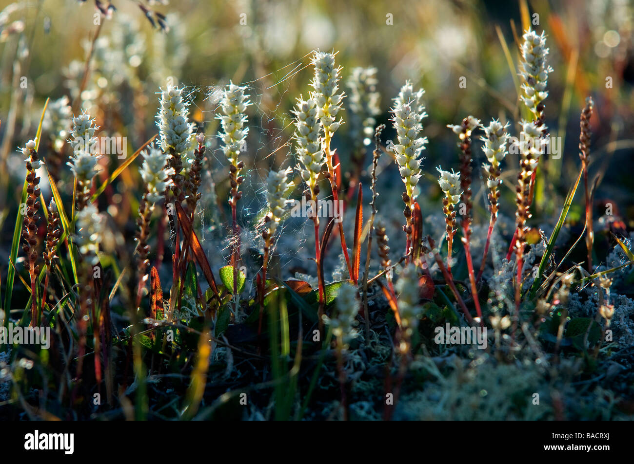 Greenland, Angmassalik Region, Tiniteqlaaq, Polar Vegetation Stock ...