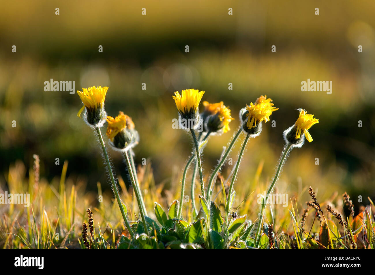 Greenland, Angmassalik Region, Tiniteqlaaq, Polar Vegetation, Dandelion ...