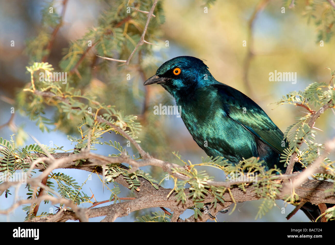 Botswana, Central Kalahari Game Reserve, choucador a red epaulets or ...