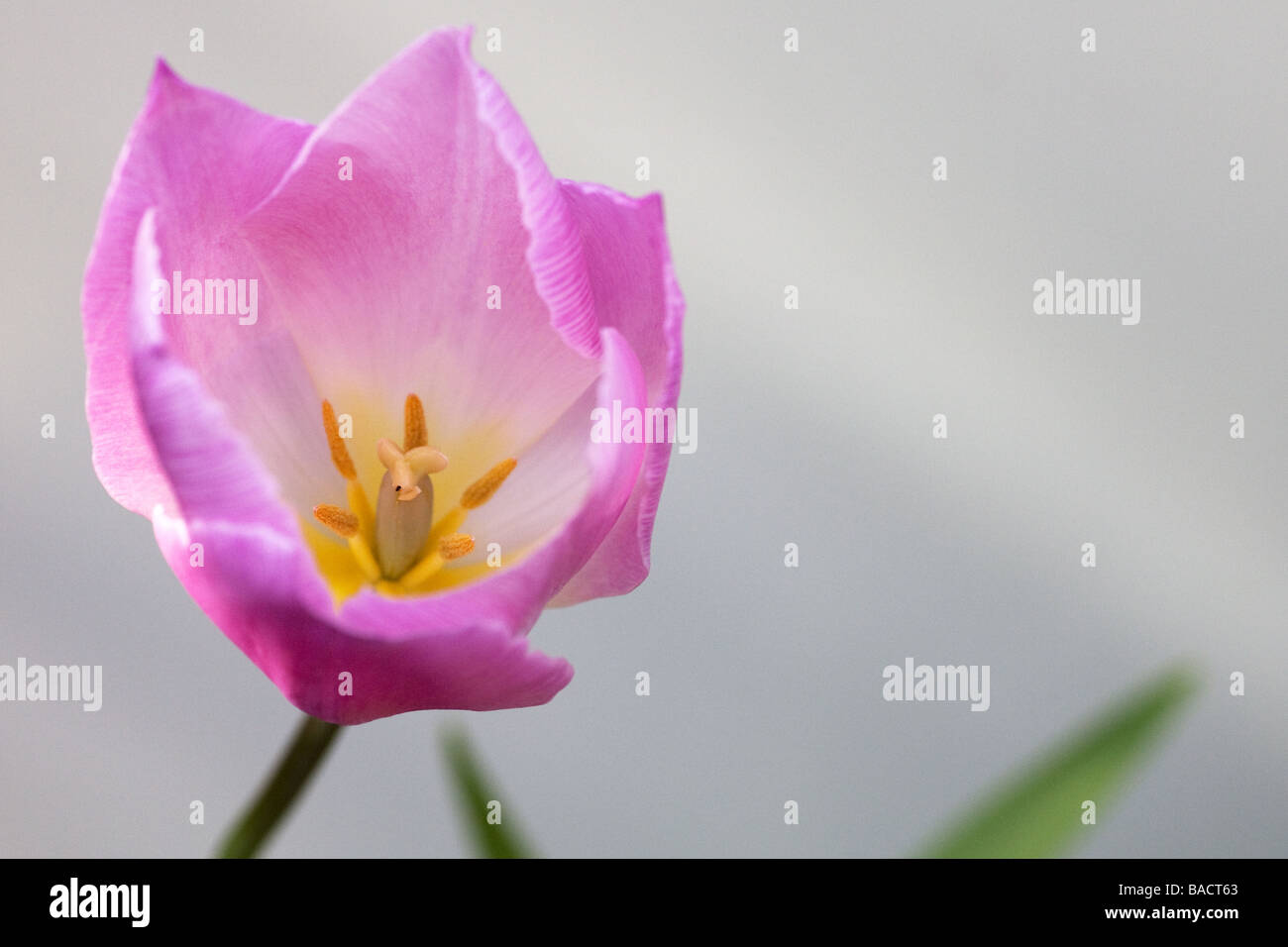 Single stem pink tulip hi-res stock photography and images - Alamy
