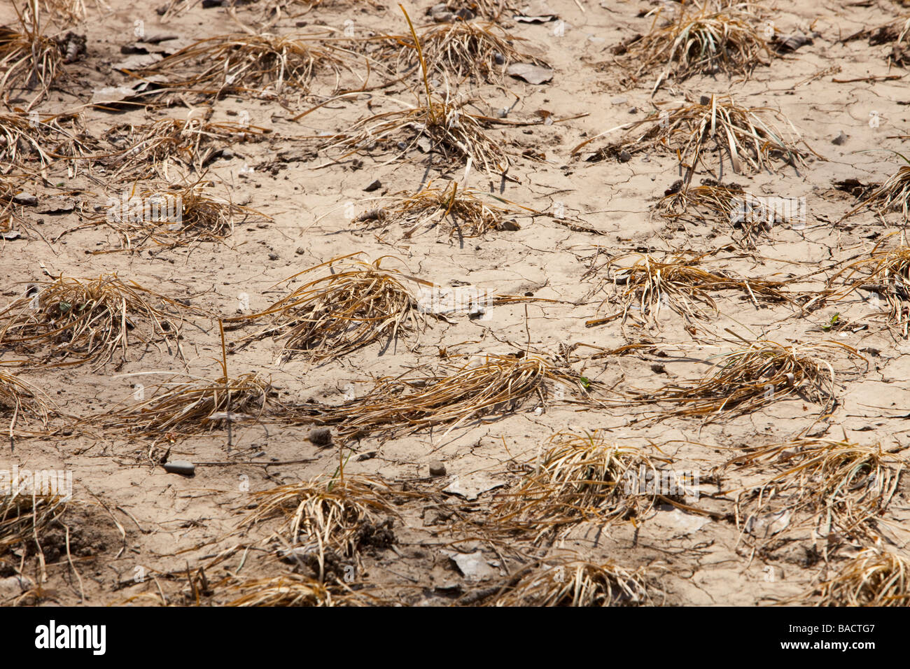 Crop Crops Dead Dry High Resolution Stock Photography and Images - Alamy